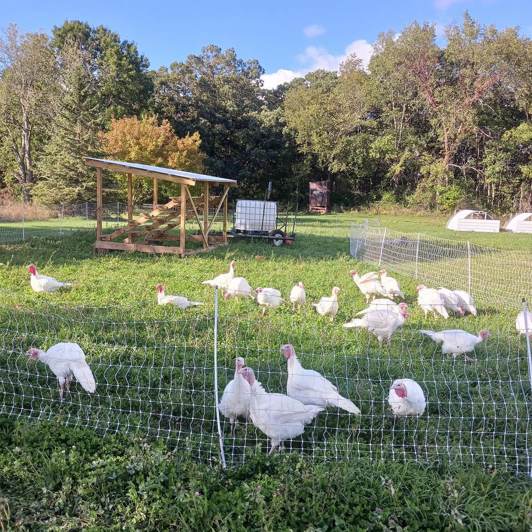 Cox Hill Farm | Local Pastures